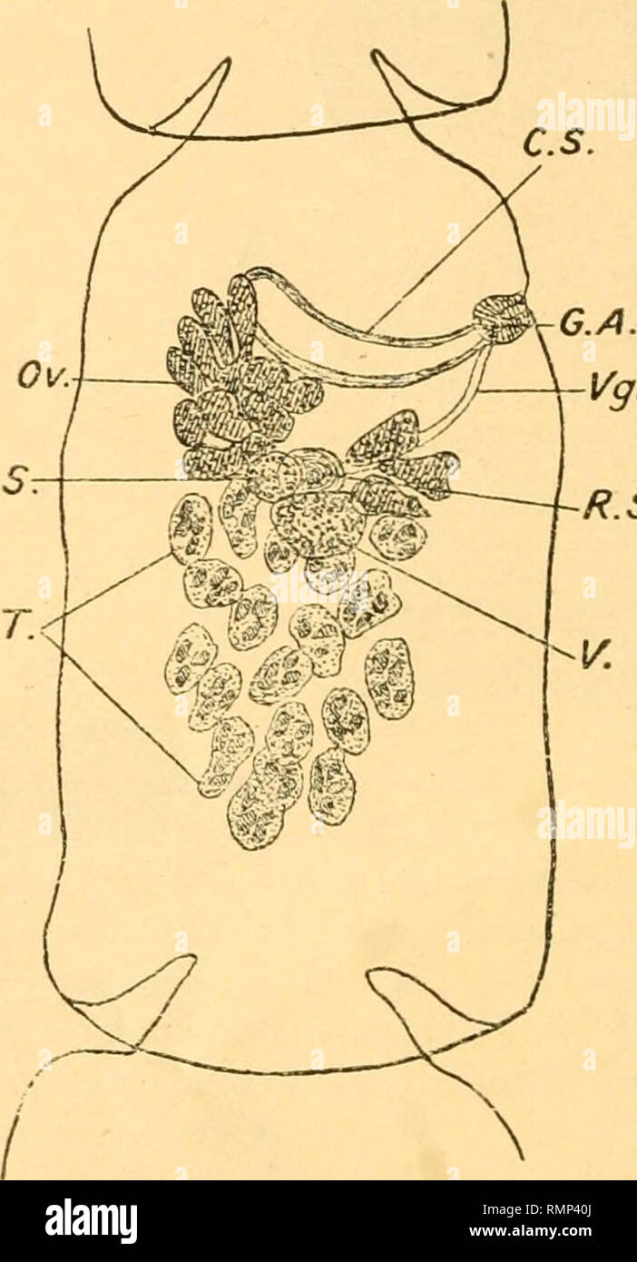 Receptaculum Seminis High Resolution Stock Photography and Images - Alamy