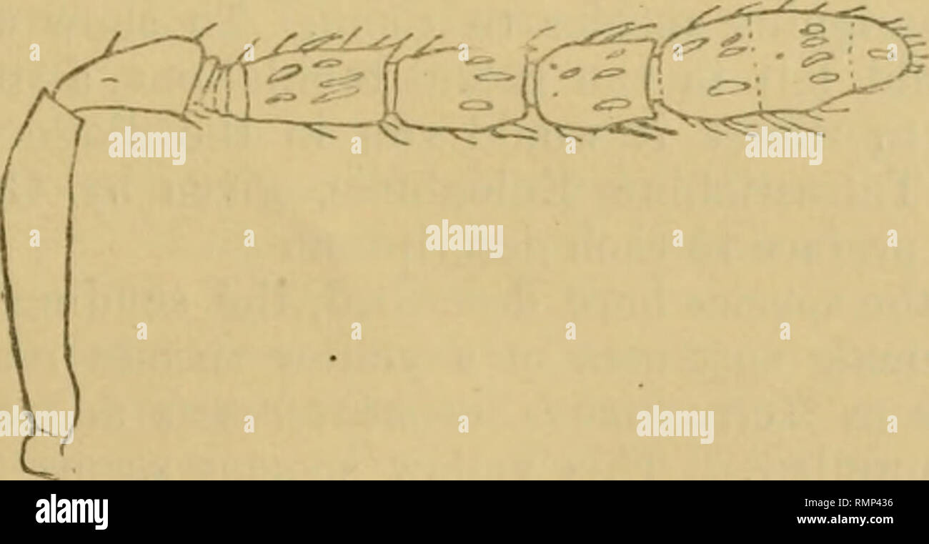 Propodeum hi-res stock photography and images - Alamy