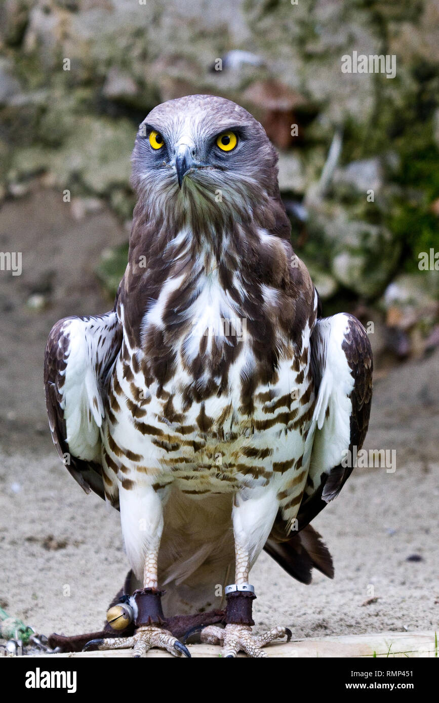 Short-toed snake eagle, circaetus gallicus also known as short-toed ...