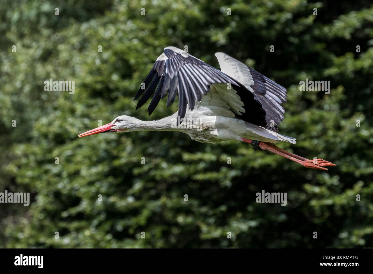 Flying European white stork, Ciconia ciconia in a german nature park ...