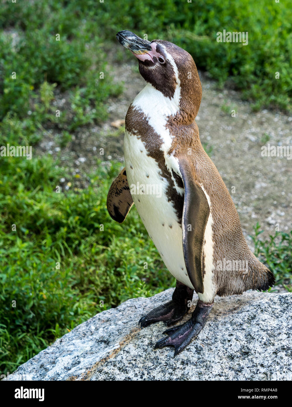 Nature peruvian penguin spheniscus humboldti endangered species ...