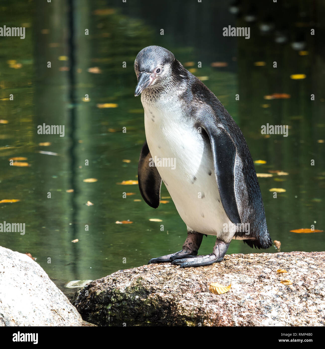 Nature peruvian penguin spheniscus humboldti endangered species ...