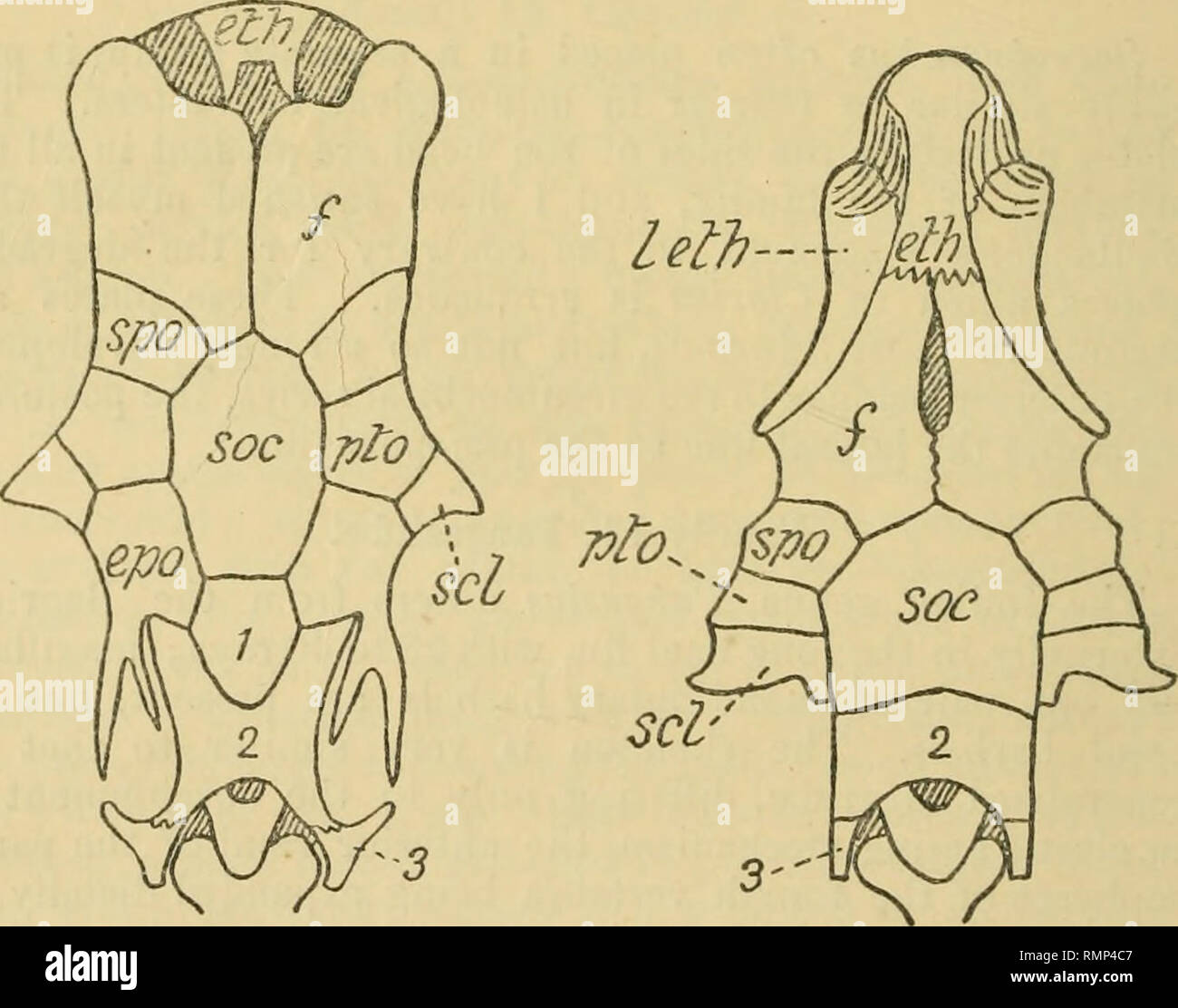 Anterior ramus hi-res stock photography and images - Alamy