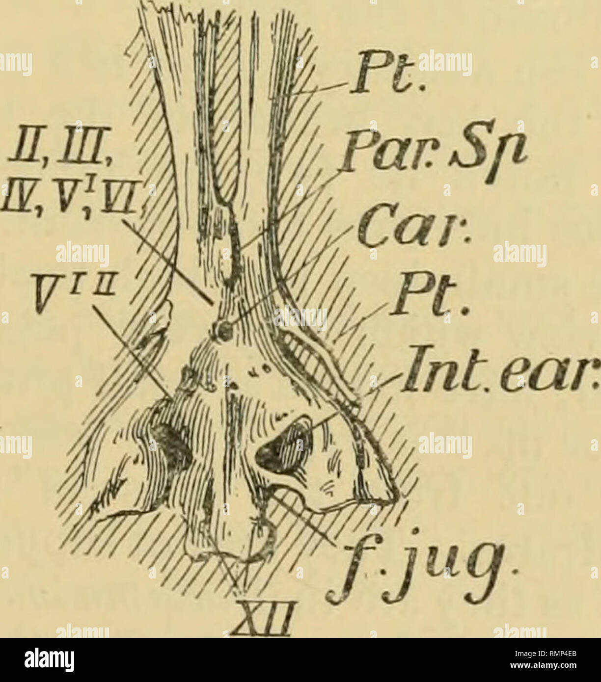 Cynodont hi-res stock photography and images - Alamy