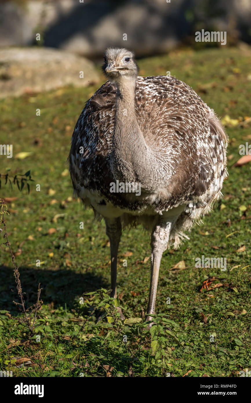Darwin's rhea, Rhea pennata also known as the lesser rhea Stock Photo ...