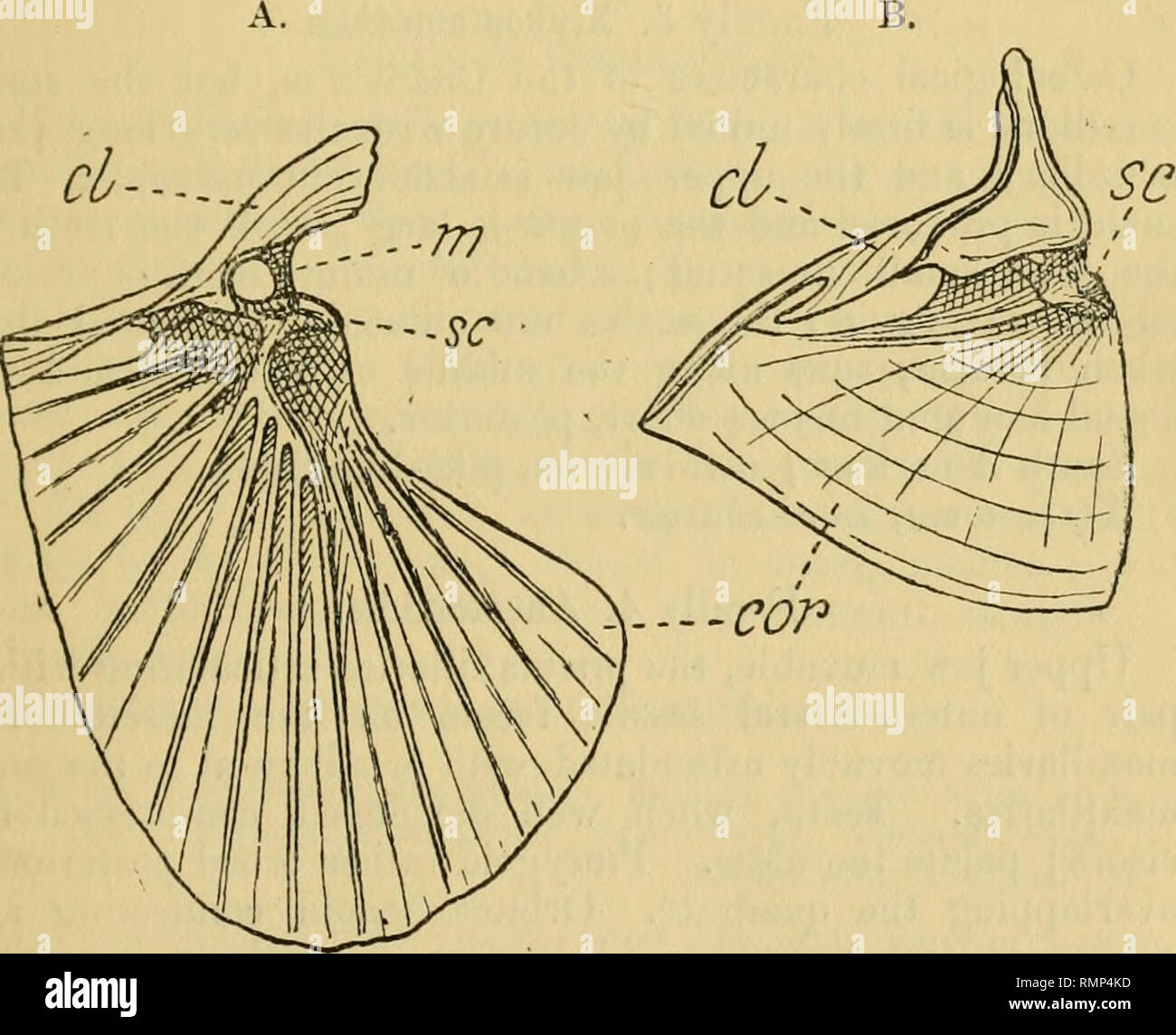 Widely spaced teeth hi-res stock photography and images - Alamy