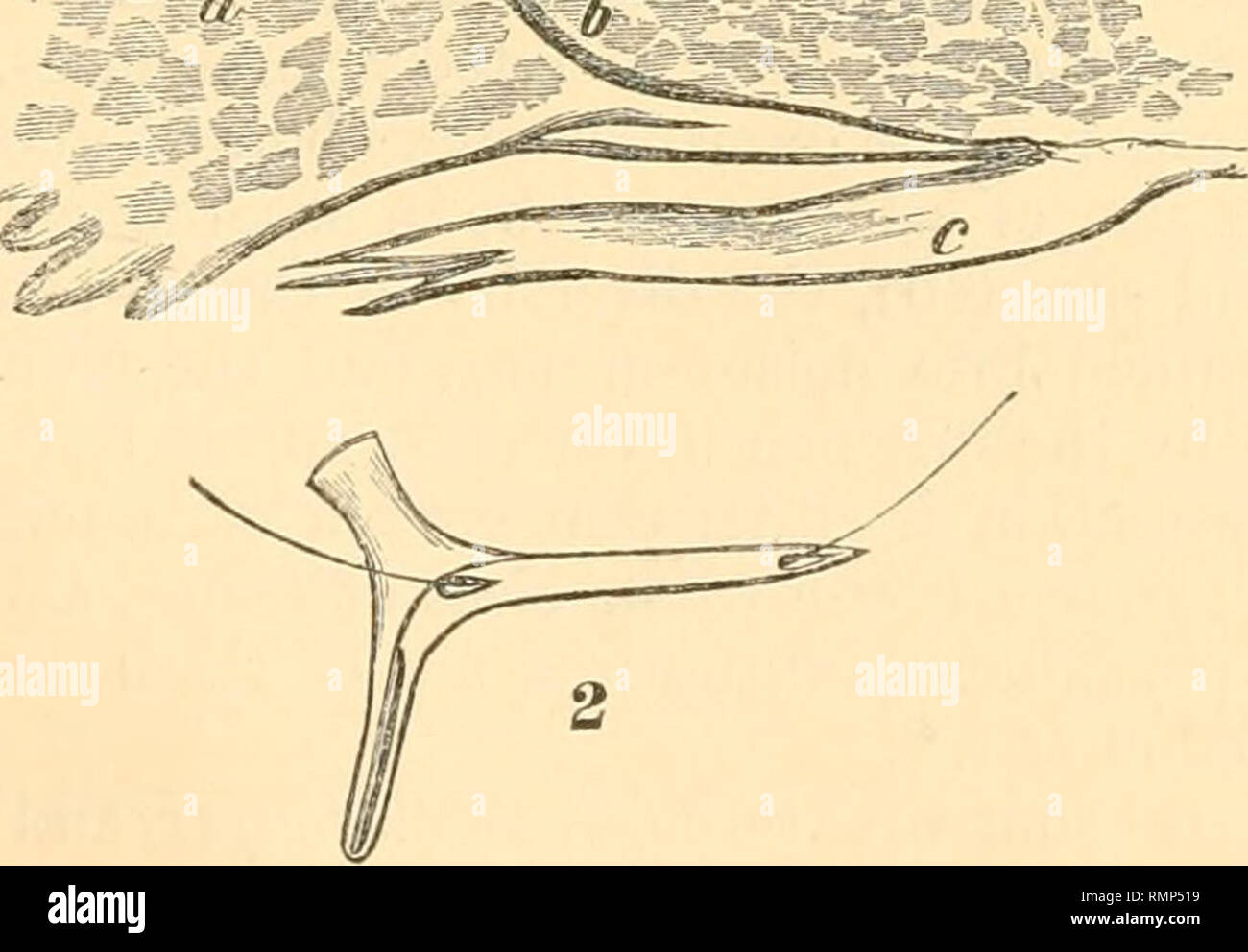 Siluroid hi-res stock photography and images - Alamy