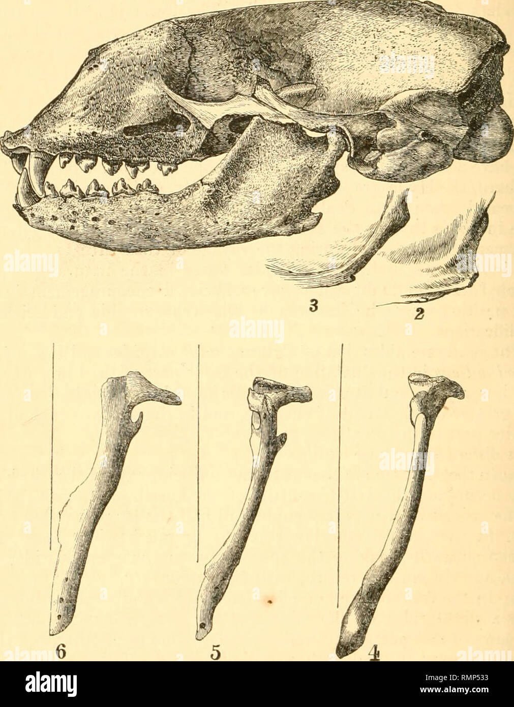 Dental Deformity High Resolution Stock Photography and Images - Alamy