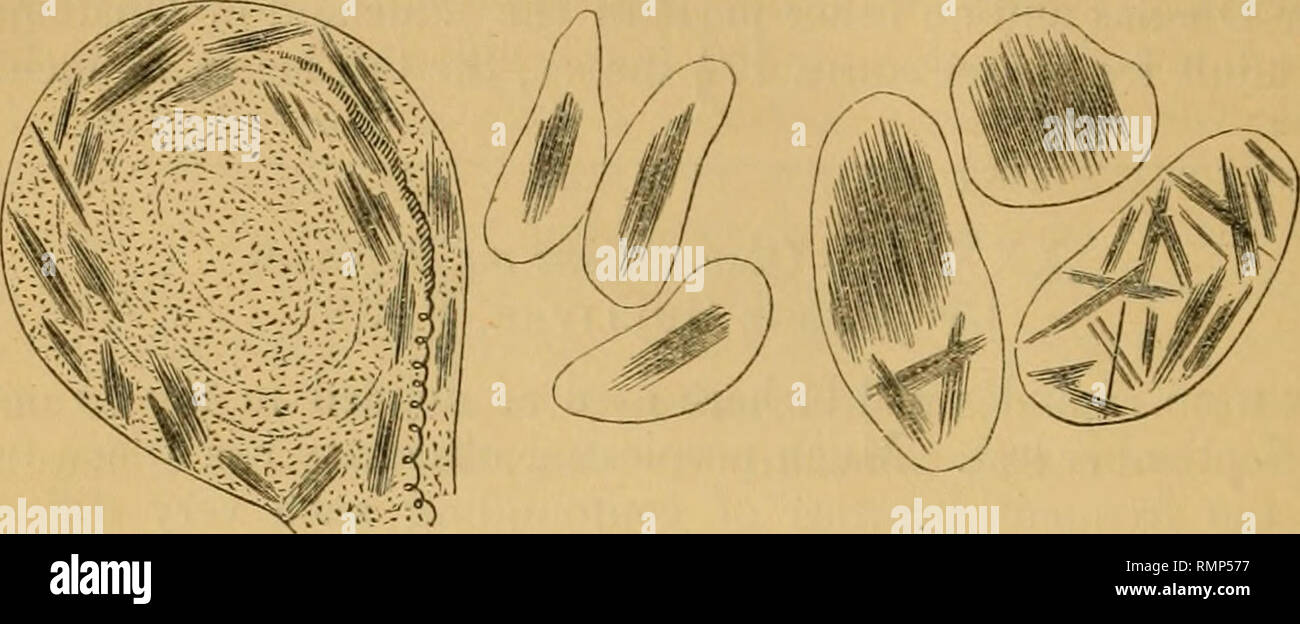 Raphides Stock Photos & Raphides Stock Images - Alamy