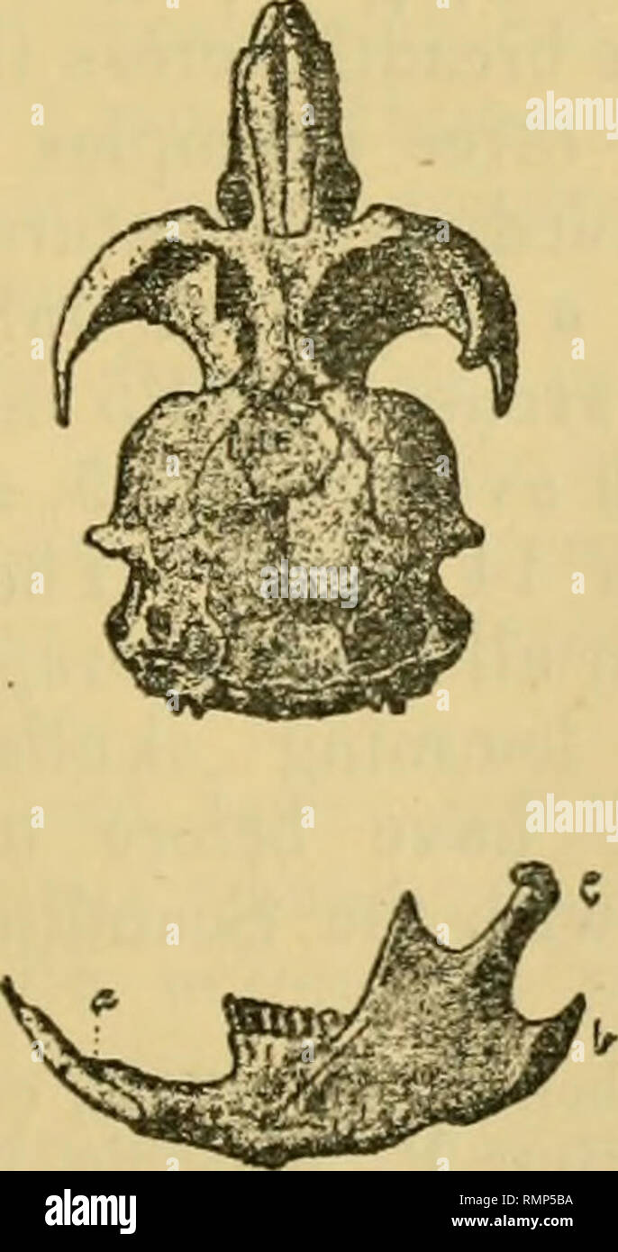 . The Annals and magazine of natural history; zoology, botany, and ...