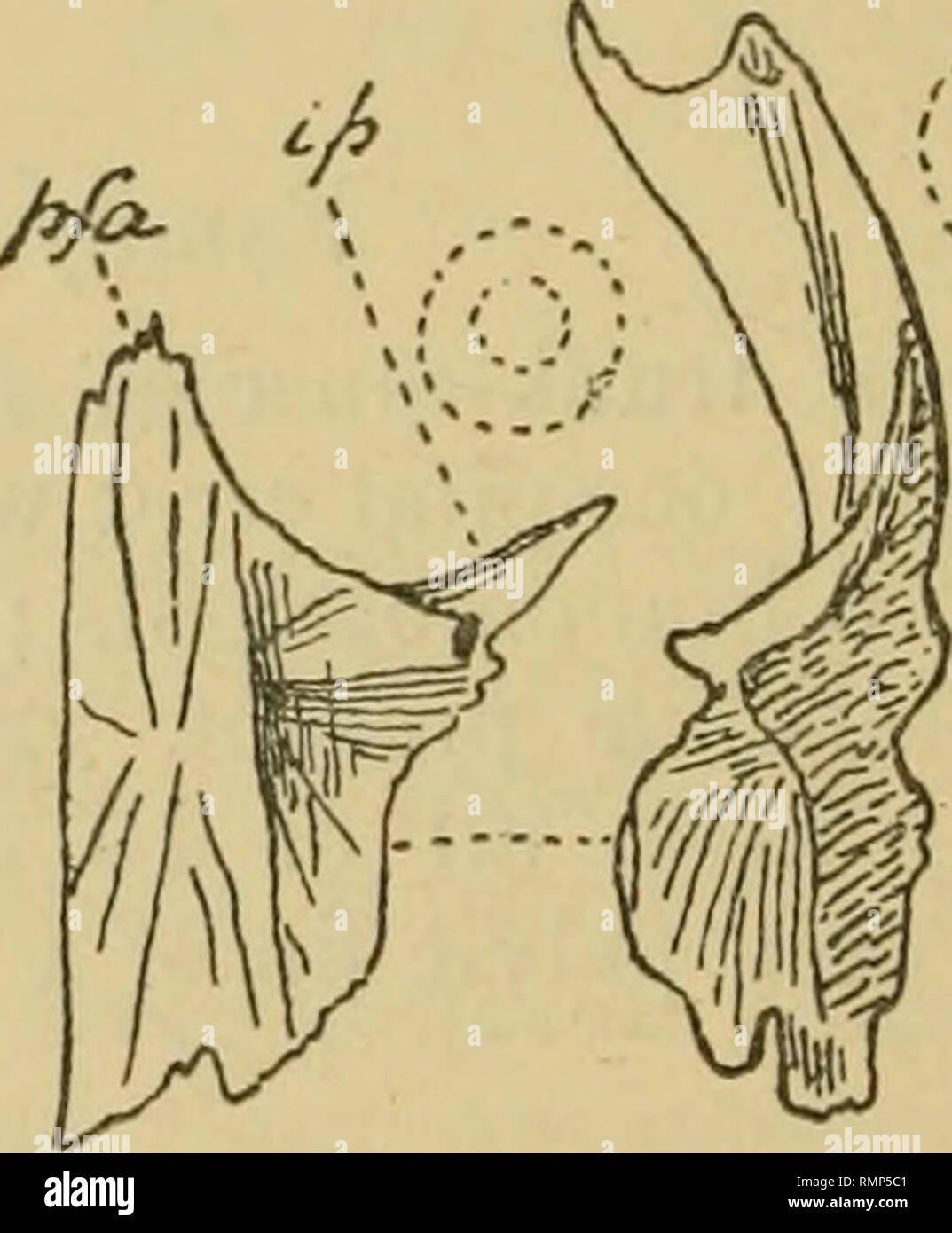 Disarticulated skull hi-res stock photography and images - Alamy