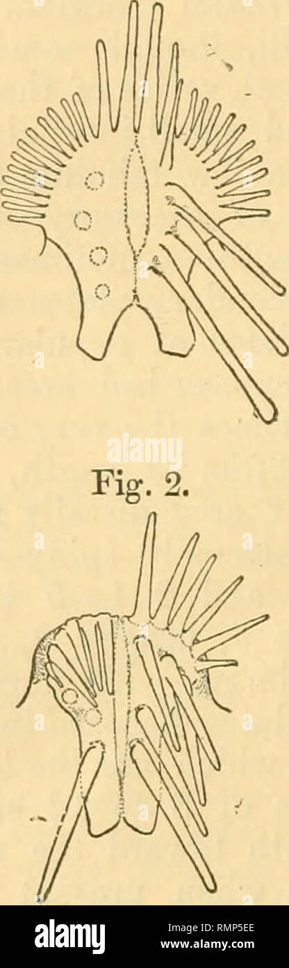 . The Annals and magazine of natural history; zoology, botany, and ...