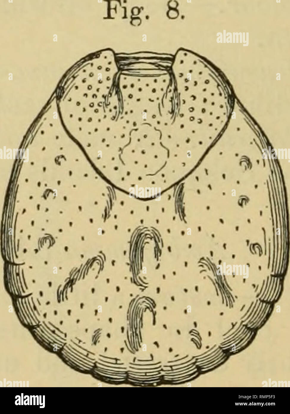Comma dorsal view hi-res stock photography and images - Alamy