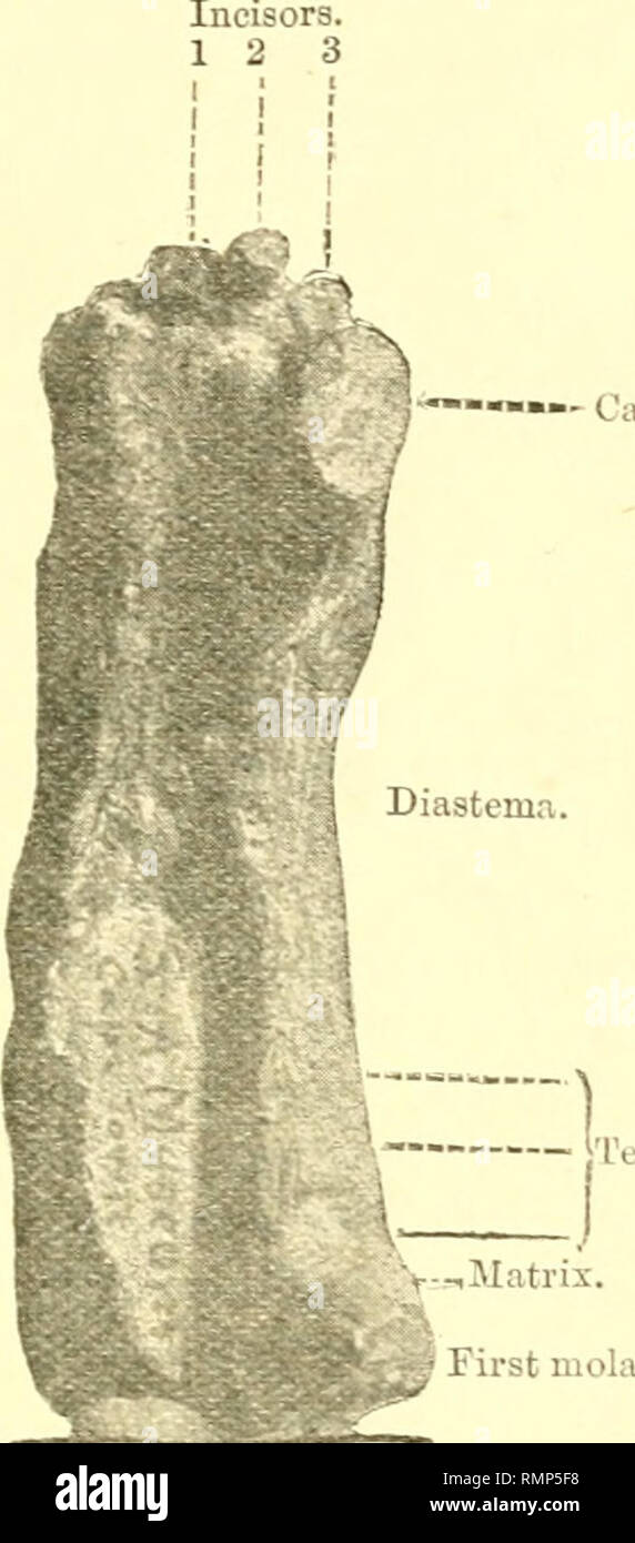 Sharp conical teeth hi-res stock photography and images - Alamy