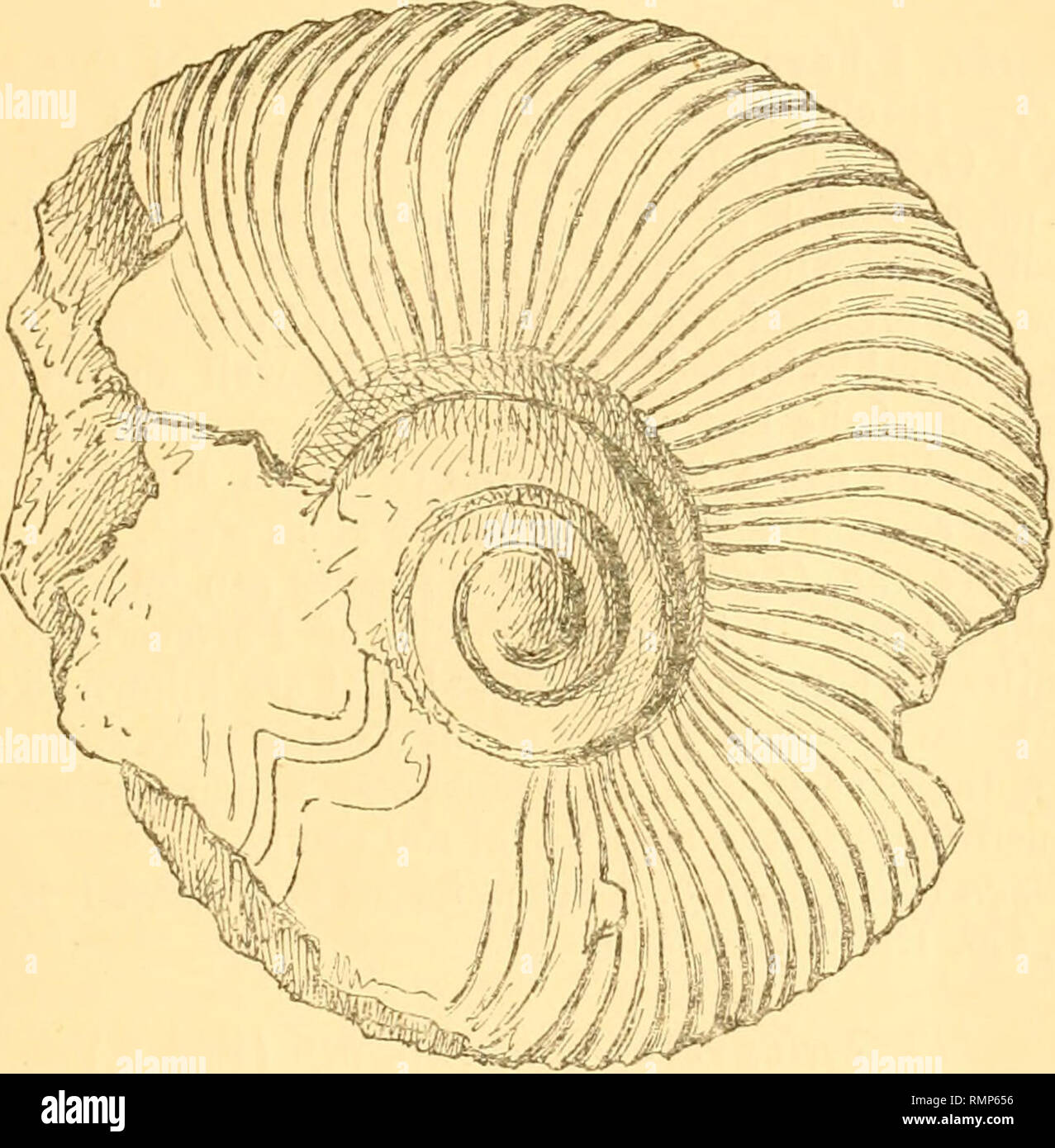 . The Annals and magazine of natural history; zoology, botany, and ...