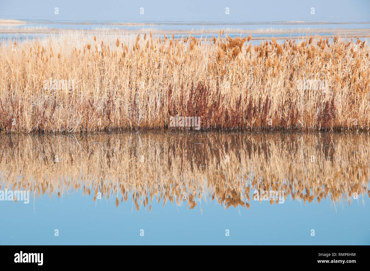 Fall Marsh Grasses Reflected in Water Bear River Migratory Bird Refuge ...