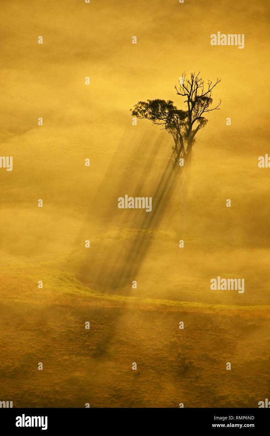 A lone gum tree rises above ow-lying mist on the Gold Coast hinterland ...