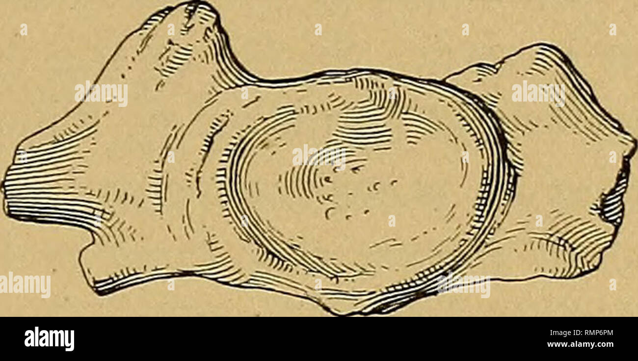 Dugong skull hi-res stock photography and images - Alamy