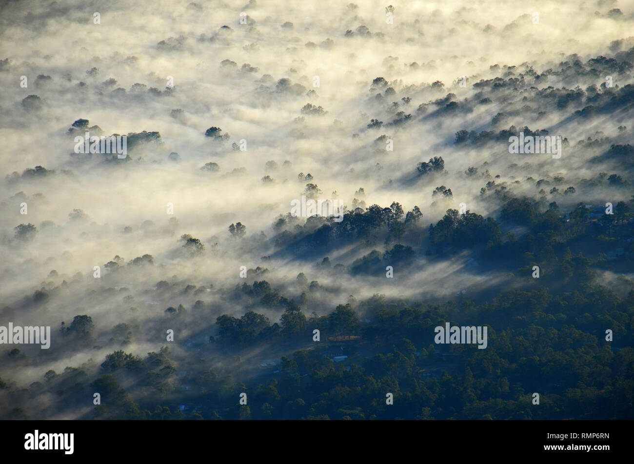 Low-lying mist obscures a eucalypt forst in the Gold Coast hinterland ...