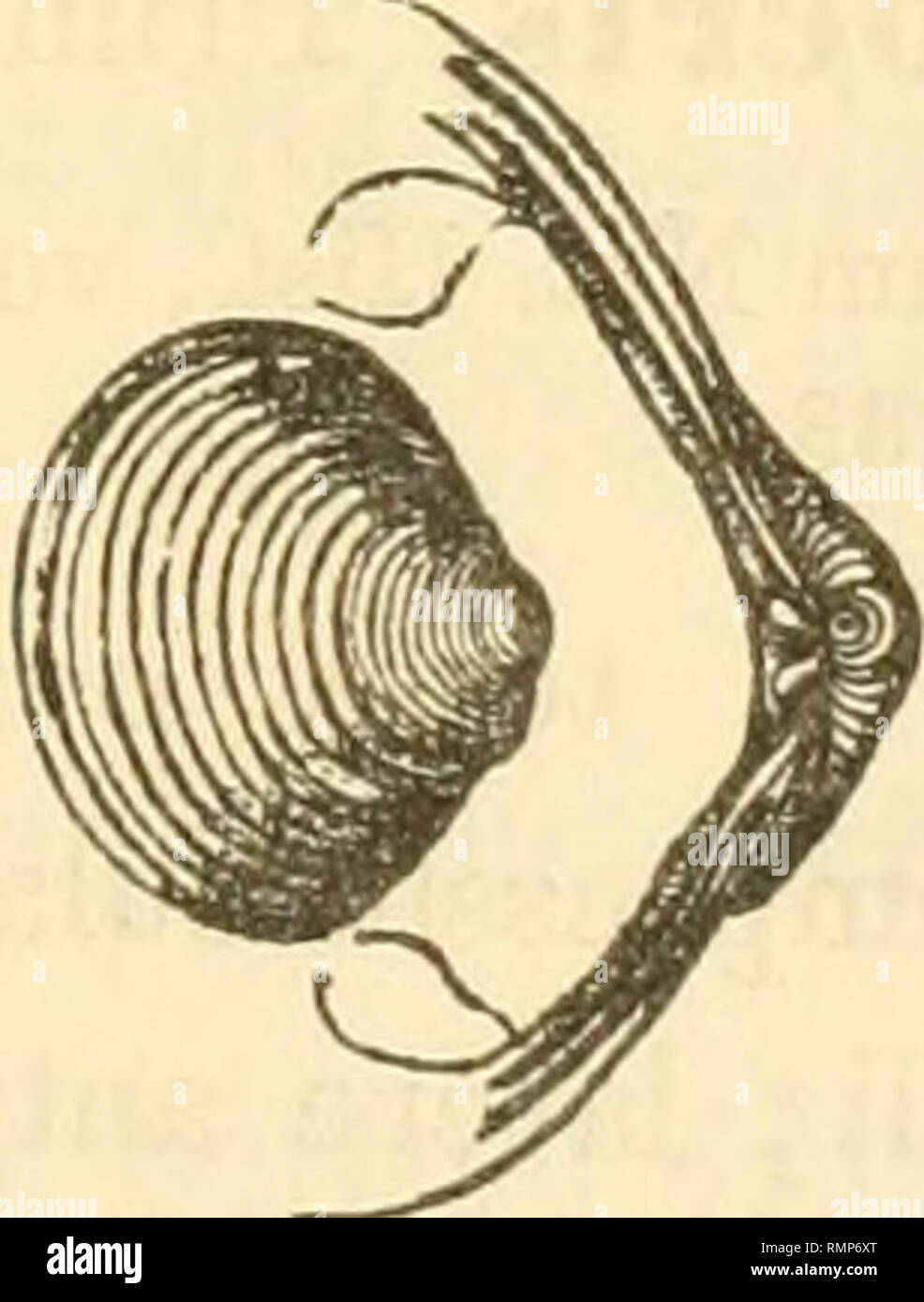 Equilateral york hi-res stock photography and images - Alamy