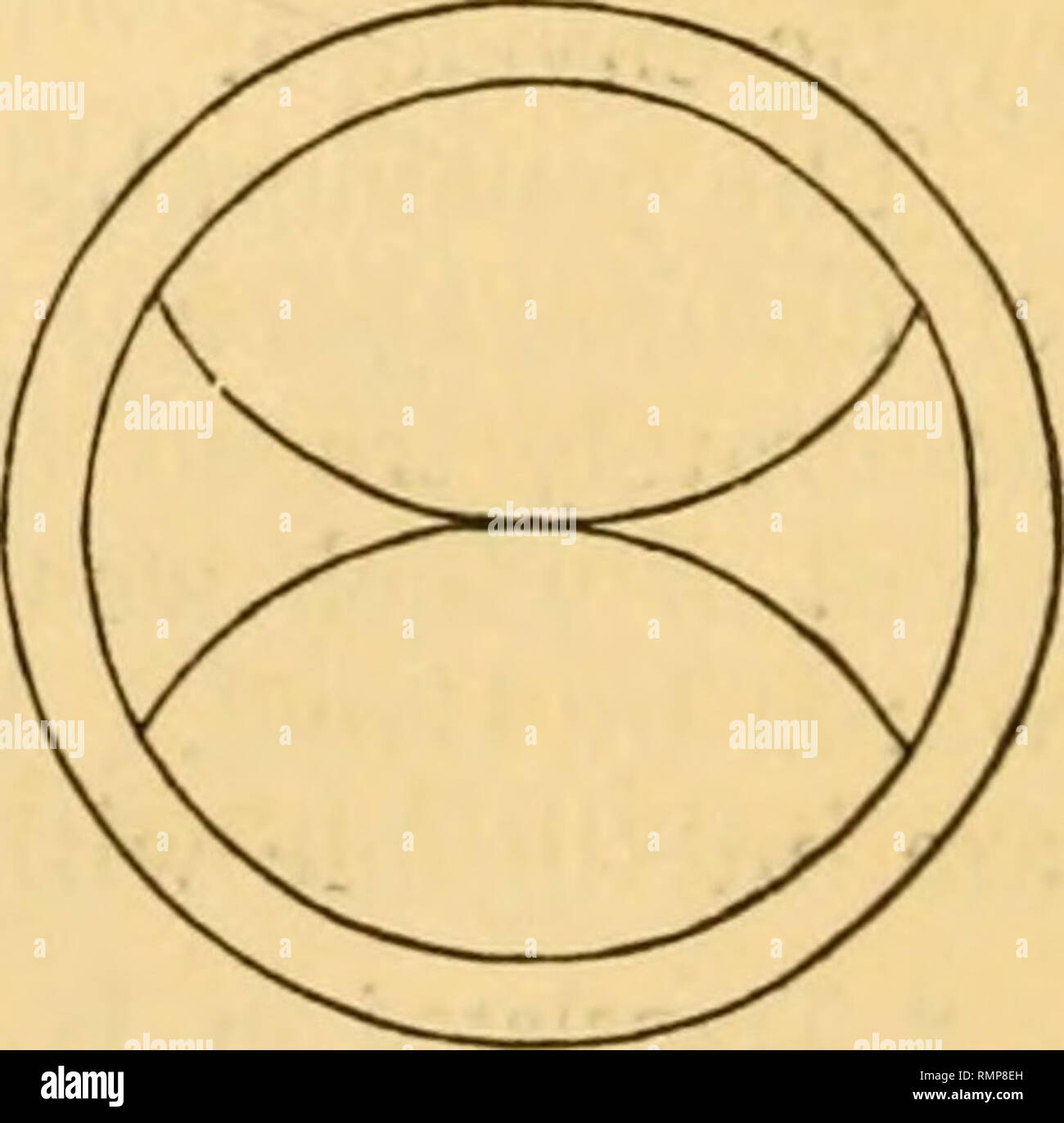 Inner cell mass hi-res stock photography and images - Alamy