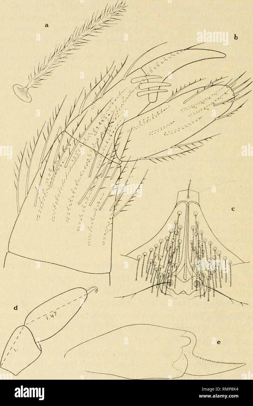 Trombicula hi-res stock photography and images - Alamy