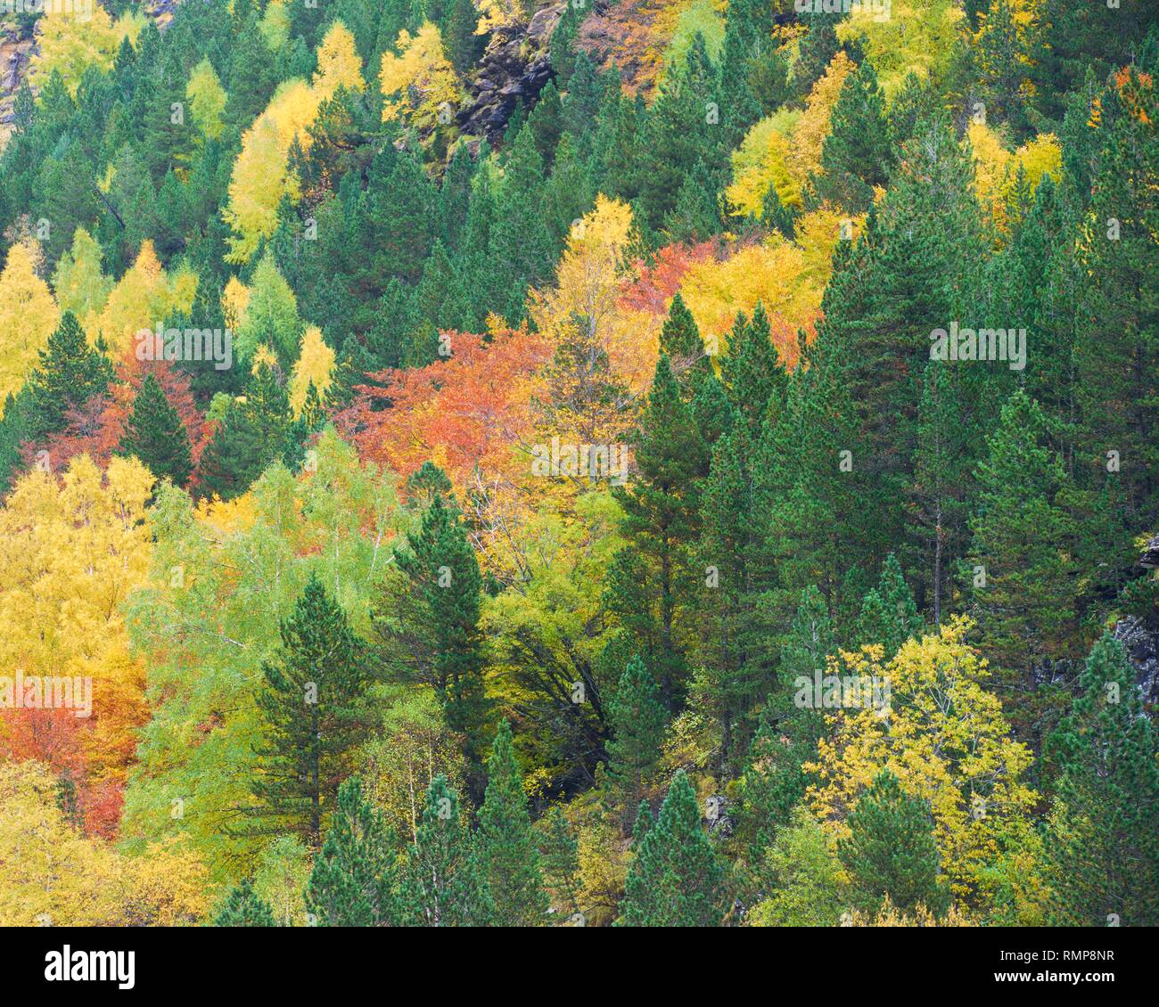 Autumn in Ordesa National Park, Pyrenees, Huesca, Aragon, Spain Stock ...