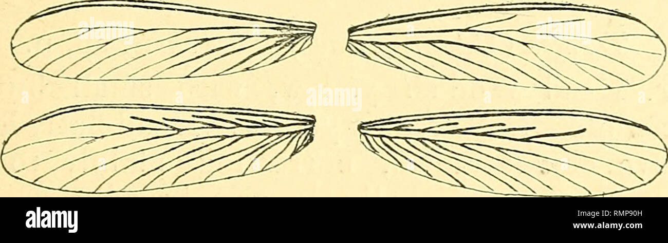 Cubitermes sp hi-res stock photography and images - Alamy
