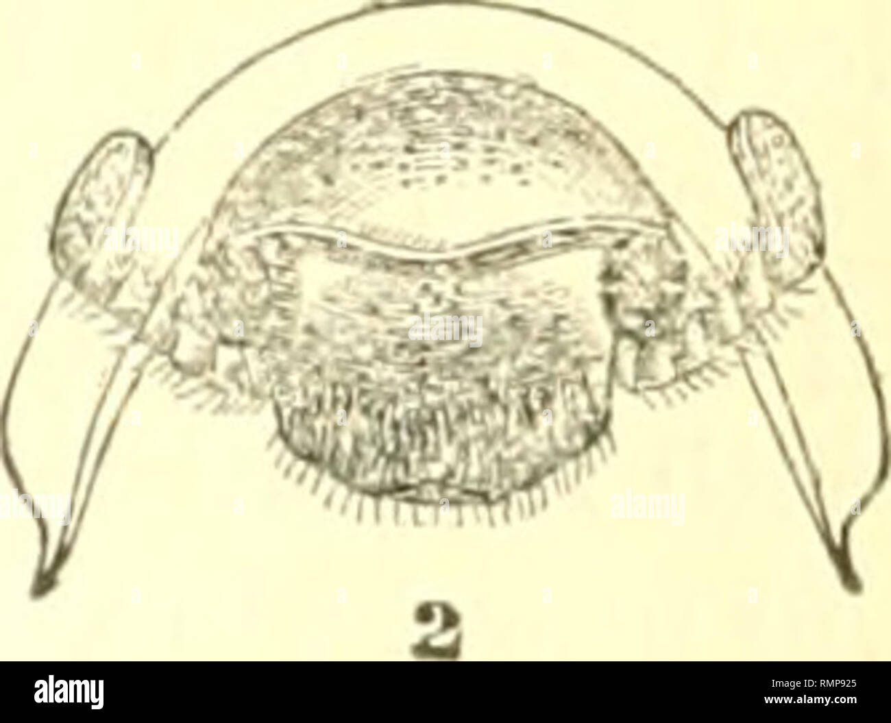 . The Annals and magazine of natural history; zoology, botany, and ...