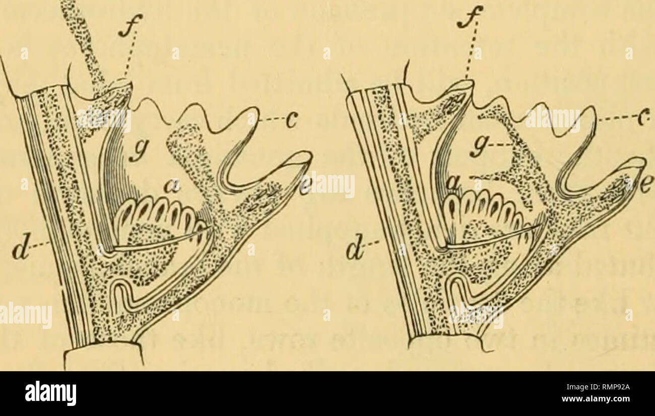Aglaophenia pluma hi-res stock photography and images - Alamy