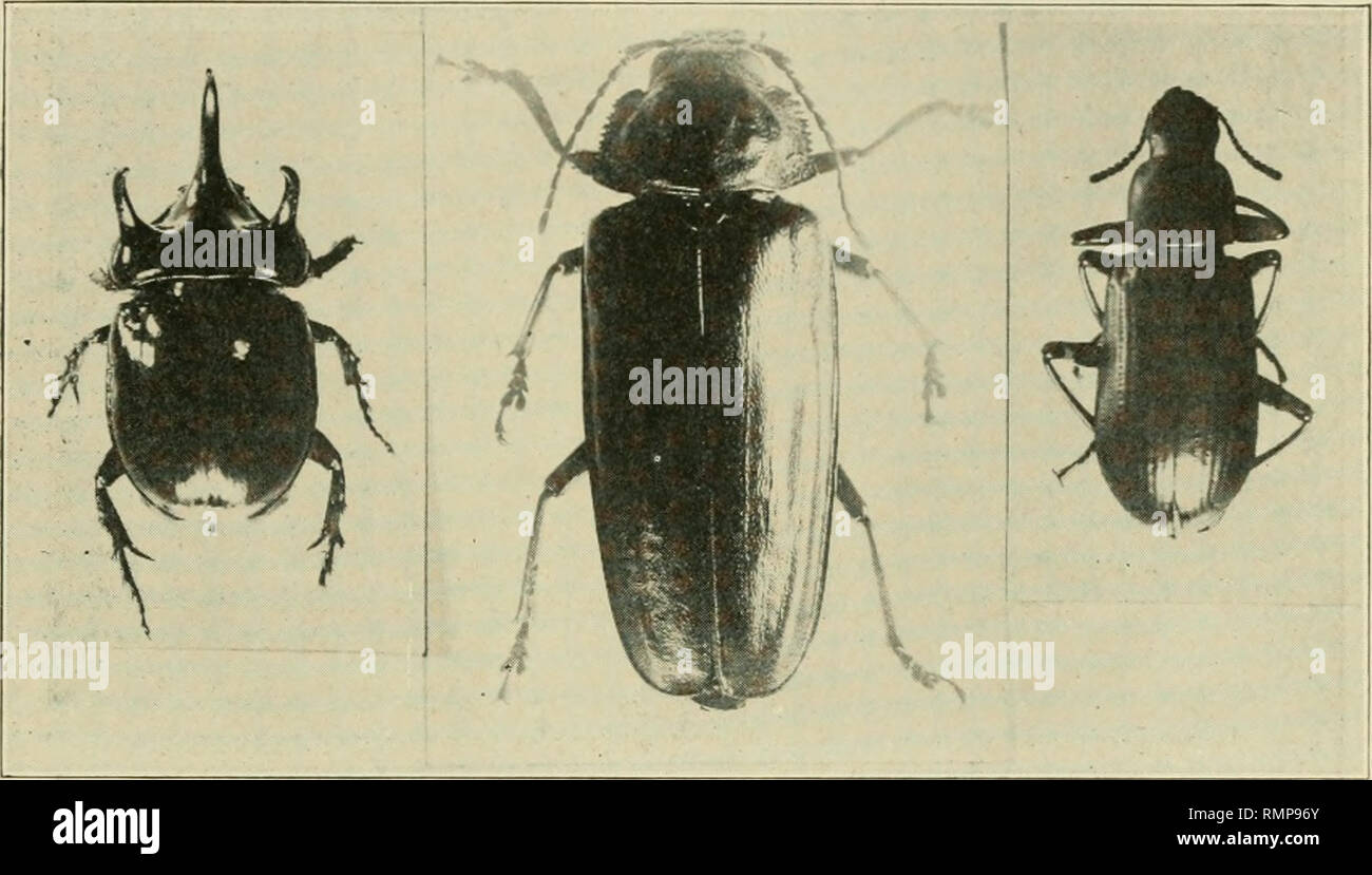 insects 1920