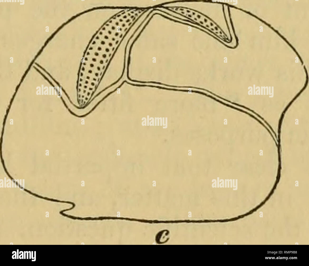 . The Annals and magazine of natural history; zoology, botany, and ...