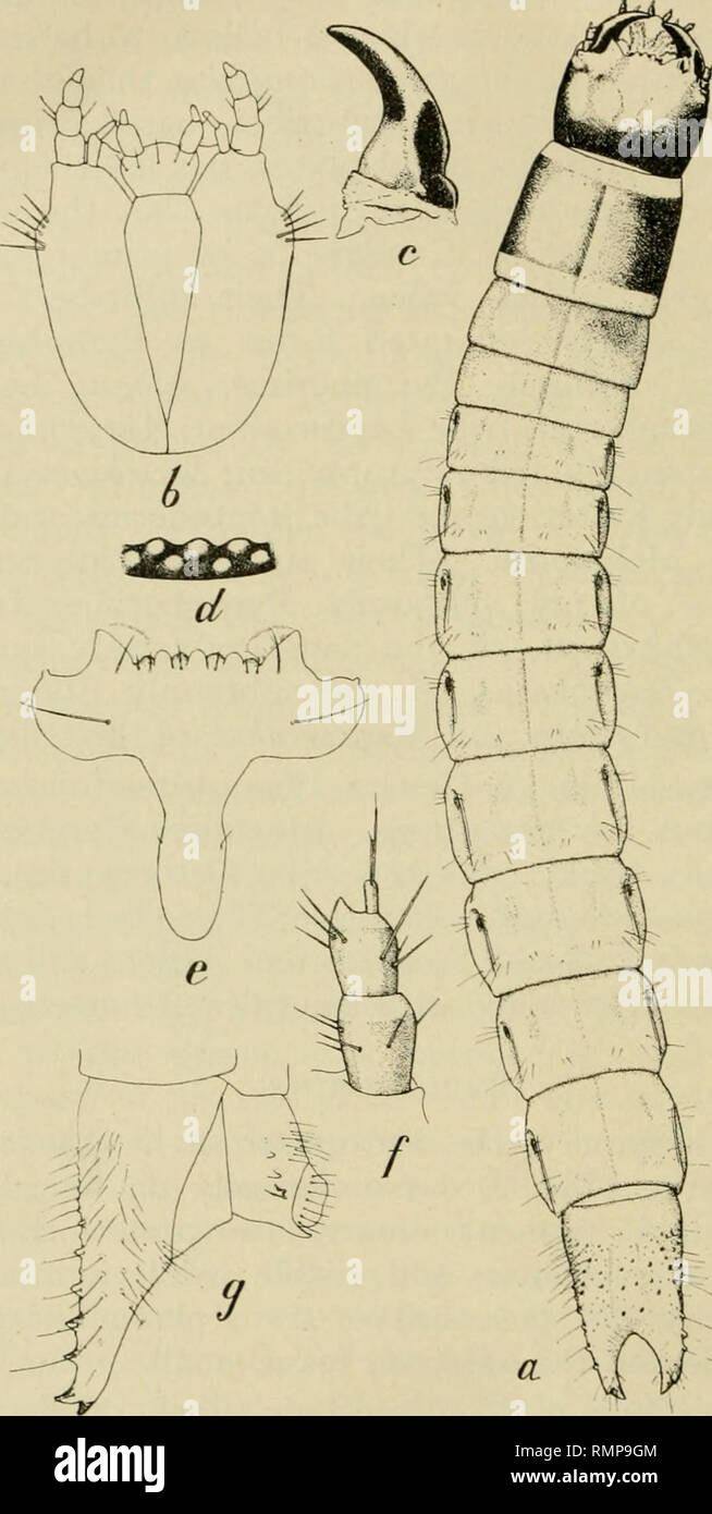 Pyrophorus luminosus hi-res stock photography and images - Alamy