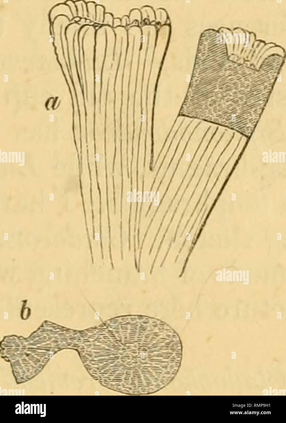 . The Annals and magazine of natural history; zoology, botany, and ...