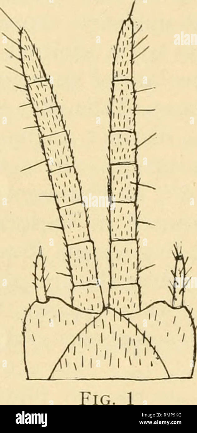 . Annals of the Entomological Society of America. Entomology. Annals ...