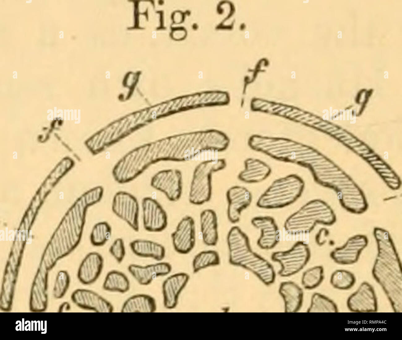 Ciliated sponge hi-res stock photography and images - Alamy