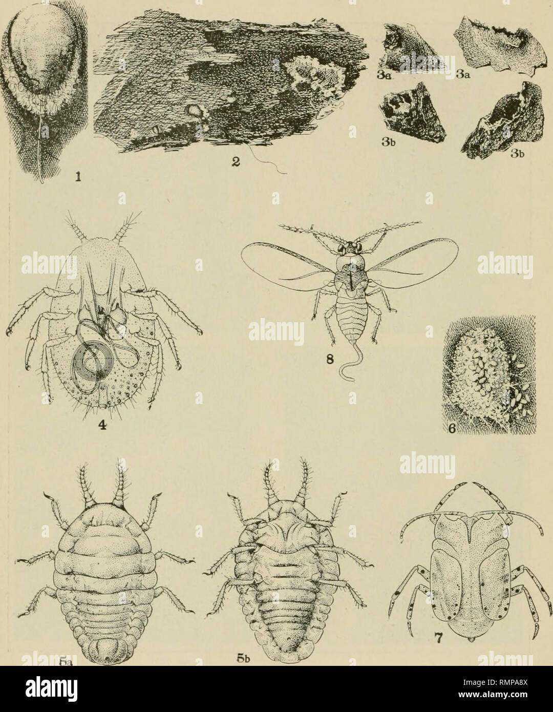 . Annals of the Entomological Society of America. Entomology. Annals K ...