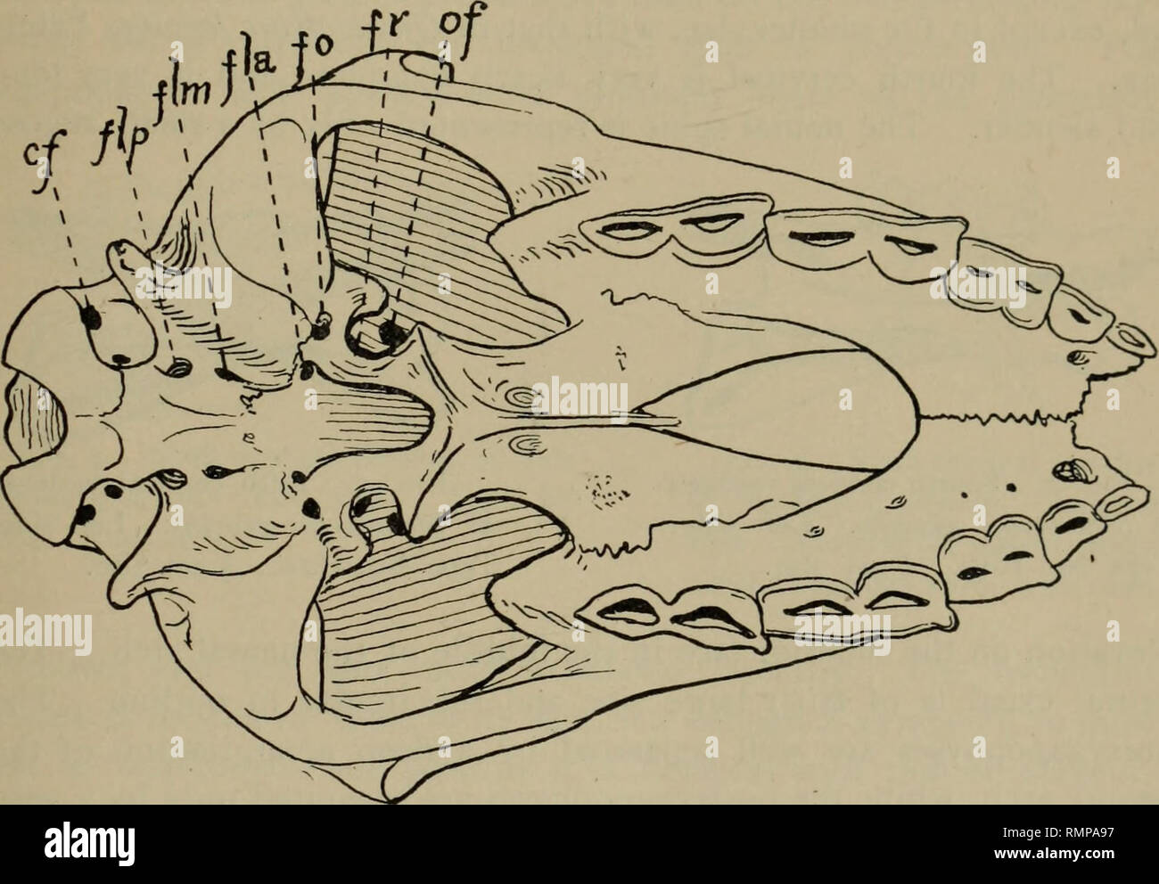 . Annals of the Carnegie Museum. Carnegie Museum; Carnegie Museum of ...