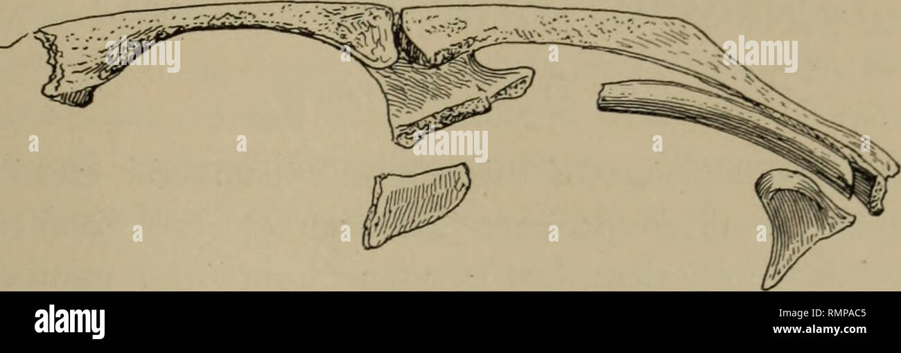 . Annals of the Carnegie Museum. Carnegie Museum; Carnegie Museum of ...