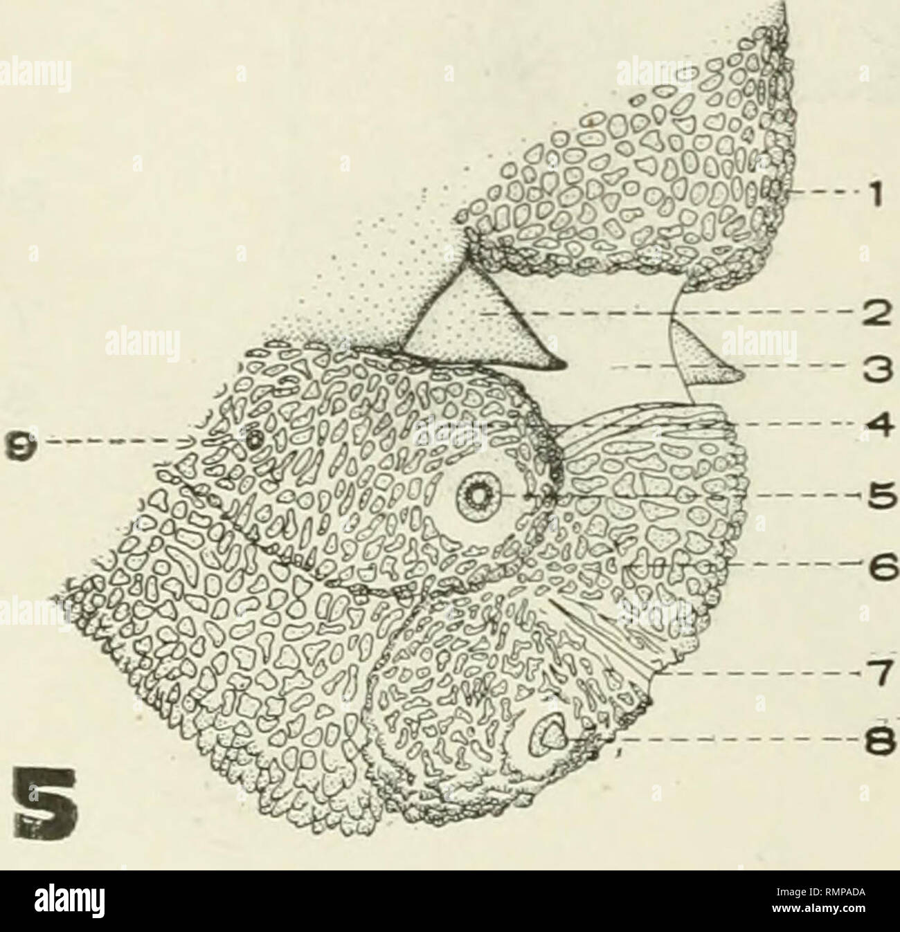 Head sht hi-res stock photography and images - Alamy