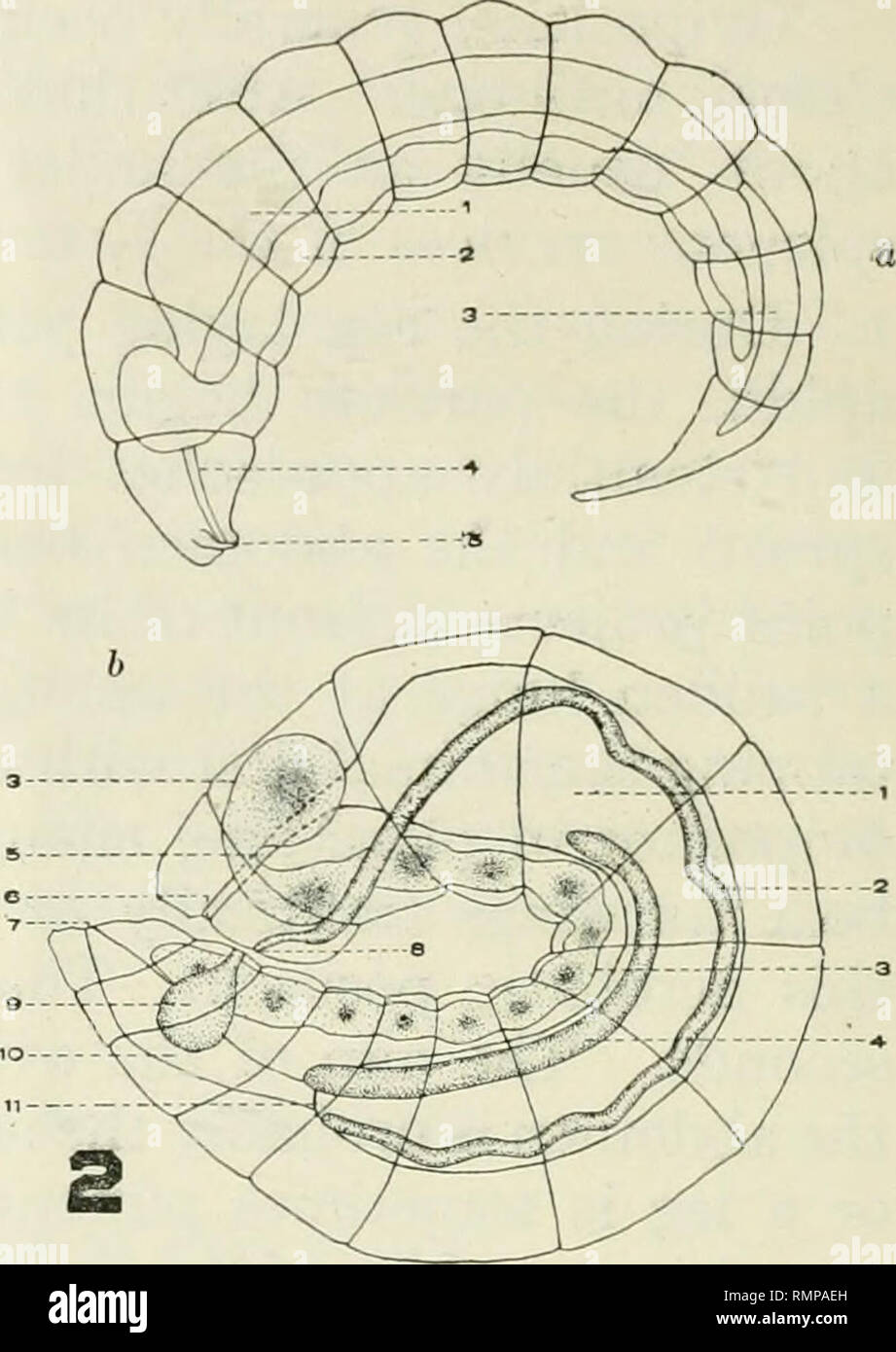 . Annals. Entomology. Fig. 1. Ephedriis incompletus Prov. a, Egg; b ...
