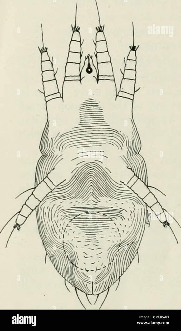 Stigmaeus hi-res stock photography and images - Alamy
