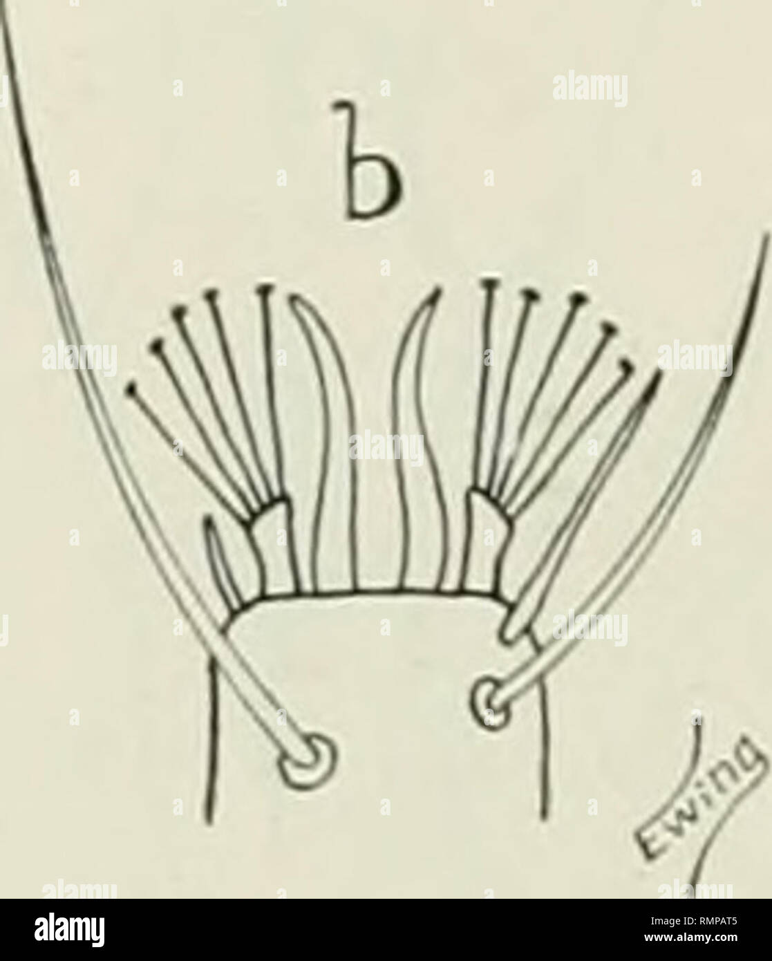 Tarsal claws hi-res stock photography and images - Alamy