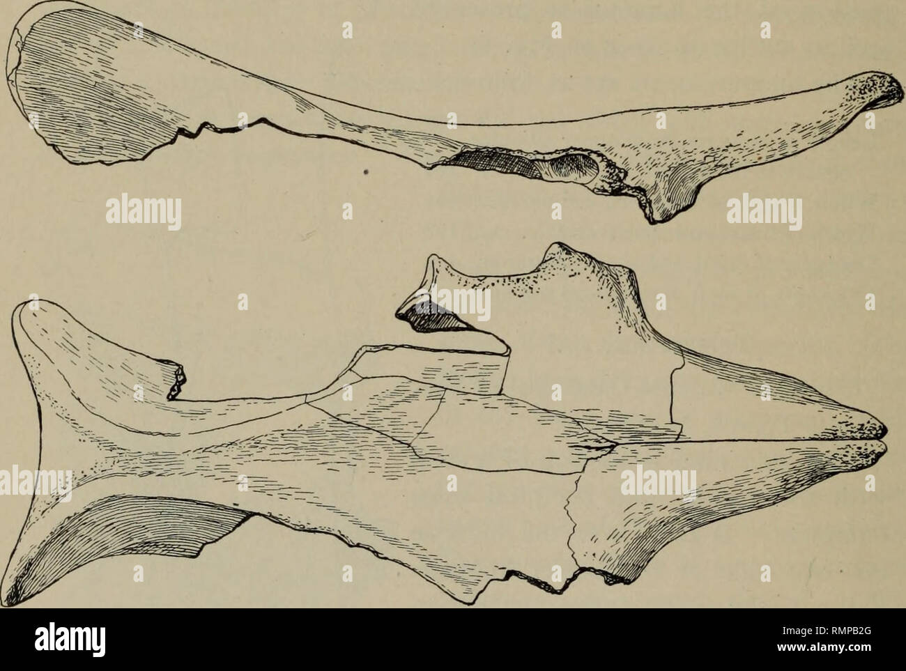 . Annals of the Carnegie Museum. Carnegie Museum; Carnegie Museum of ...