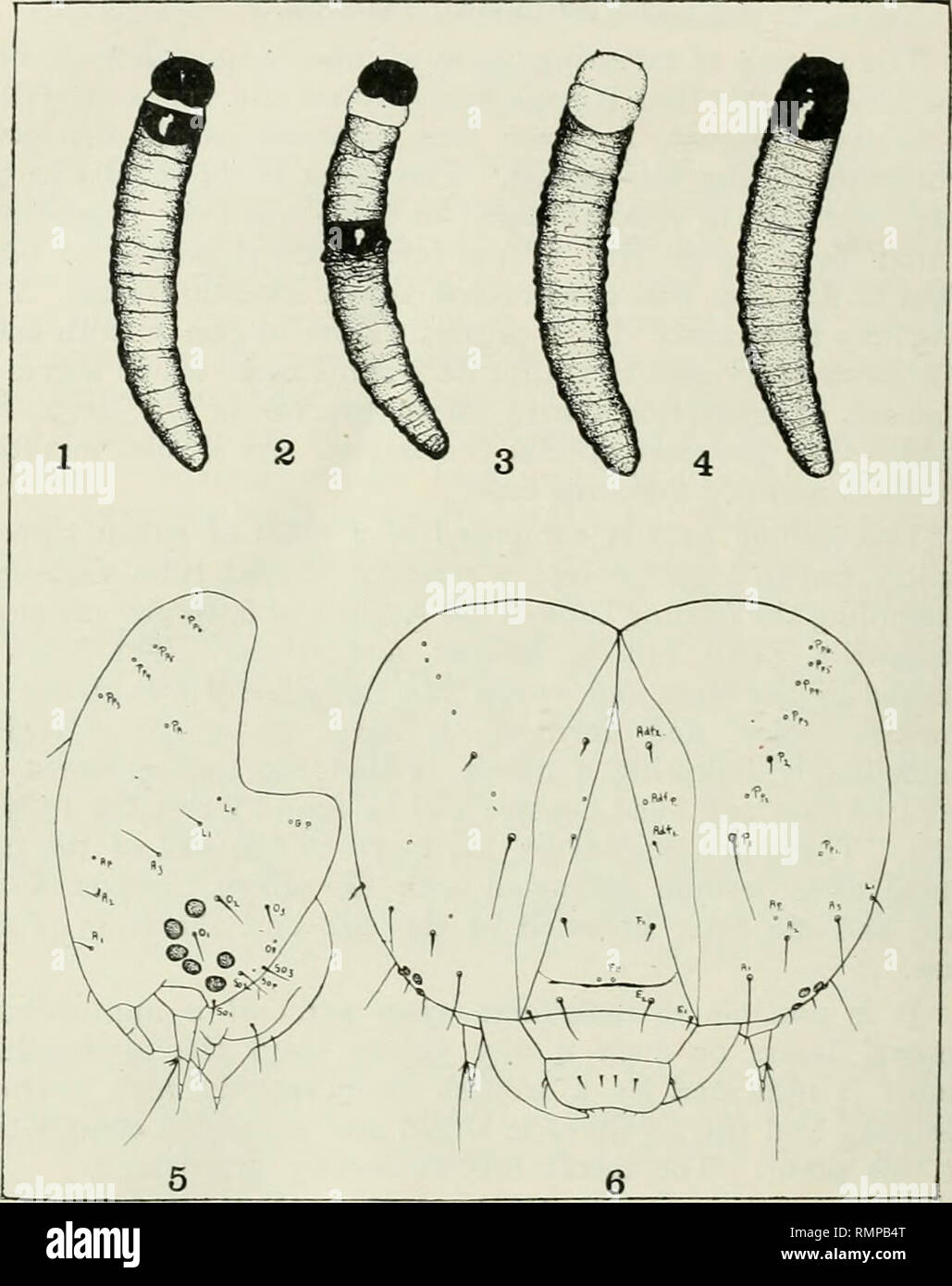 . Annals. Entomology. 166 Annals Entomological Society of America [Vol ...