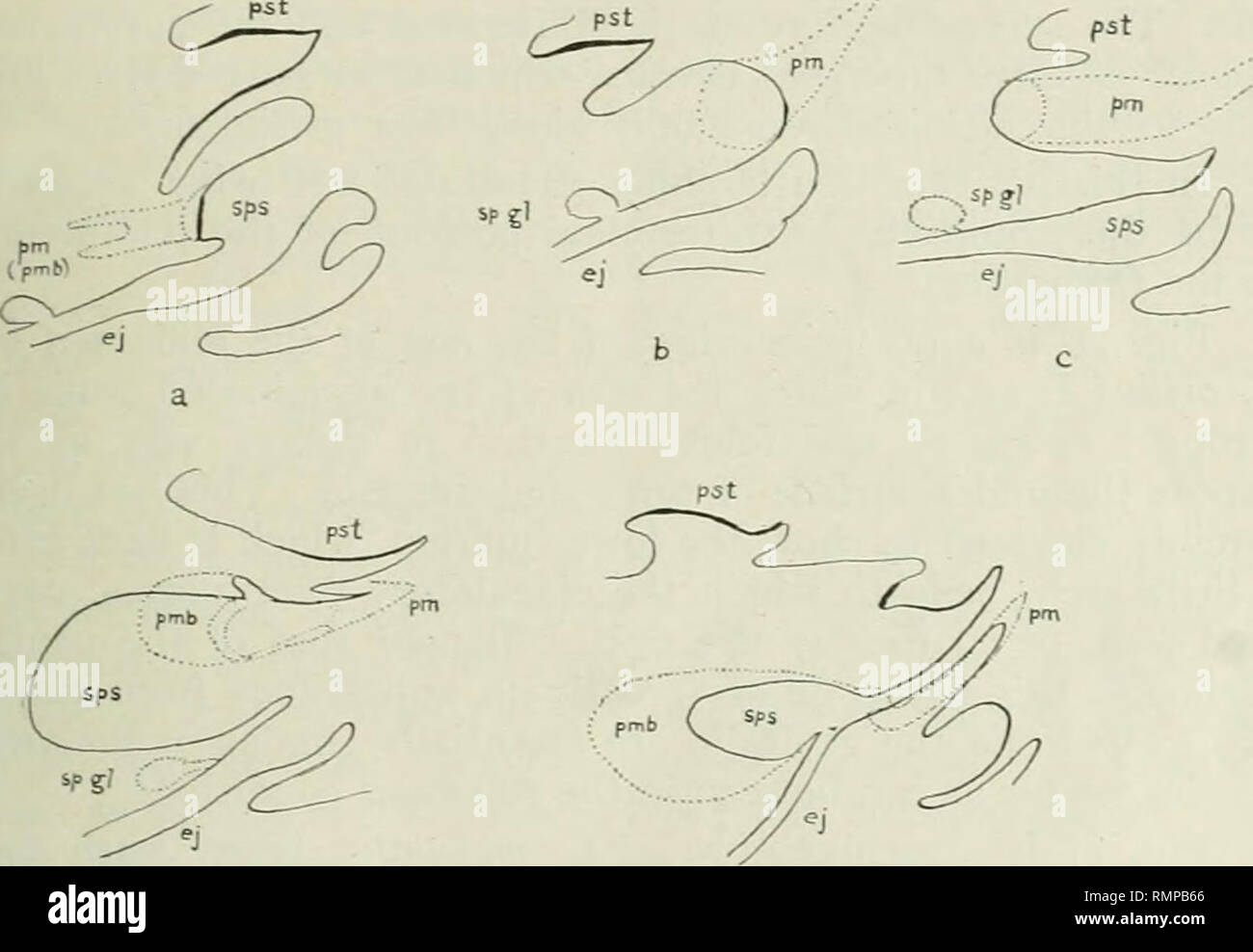 . Annals. Entomology. 192i ]]'a!ker: Structure of Orthopteroid Insects ...