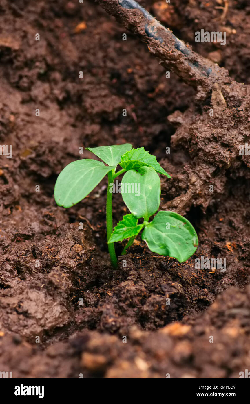 Humus ground hi-res stock photography and images - Alamy