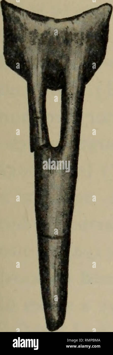 Diadectes hi-res stock photography and images - Alamy