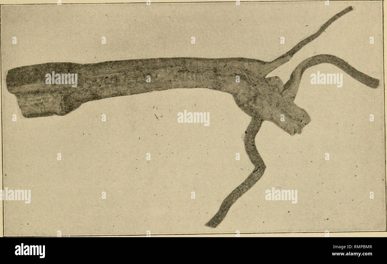 Cucurbitae hi-res stock photography and images - Alamy