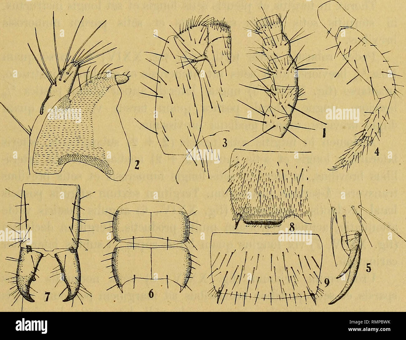 Japygidae hi-res stock photography and images - Alamy
